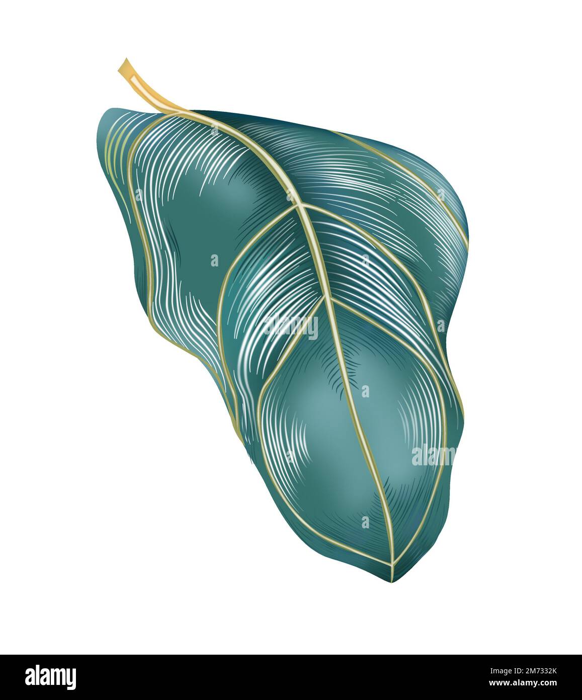 green floating leaf isolated white background Stock Photo - Alamy