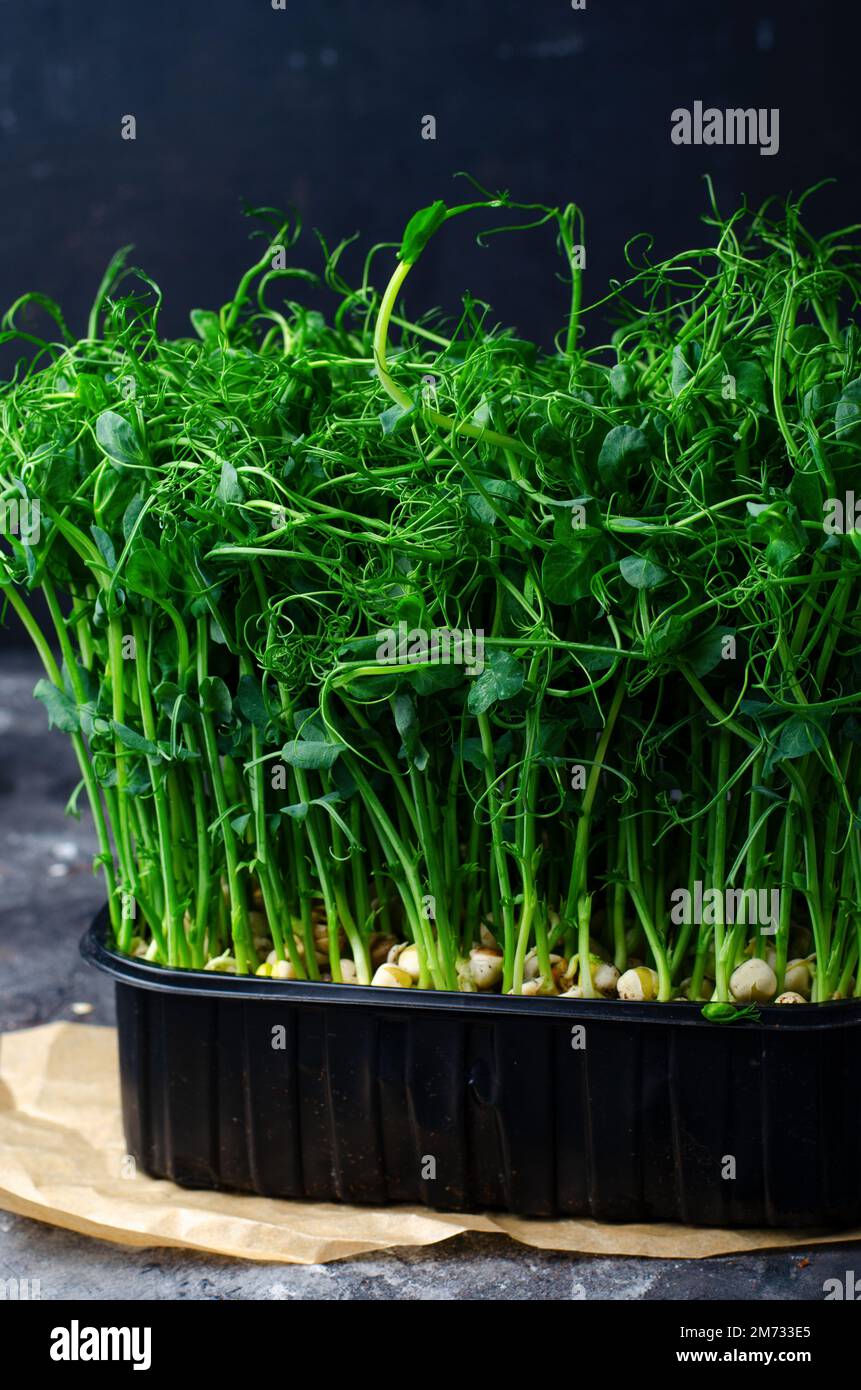 Organic pea sprouts in a Container, Microgreen, Healthy Eating, Dark ...