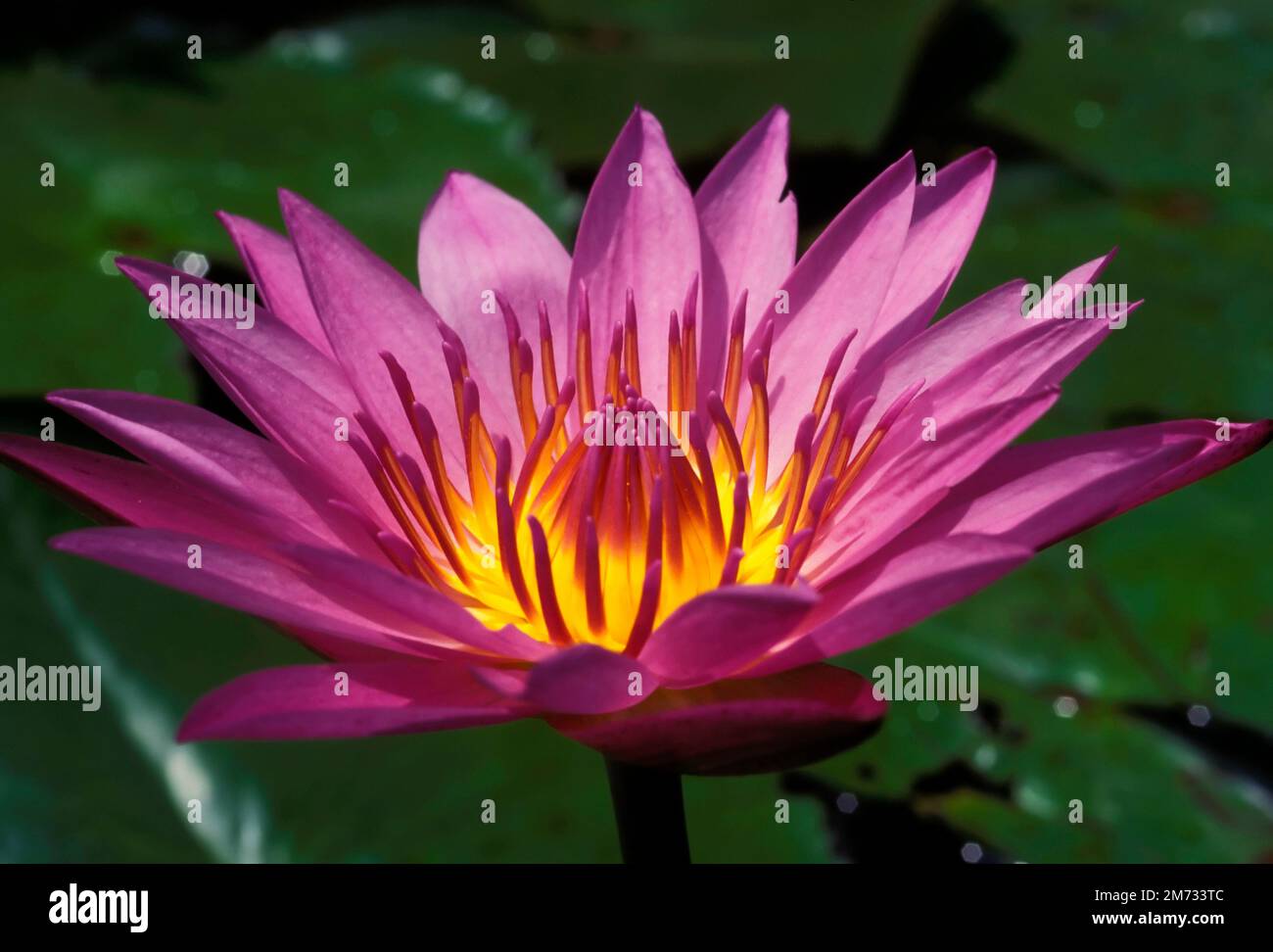 The genus Sai lotus or water lily or Nymphaea is a type of aquatic ...