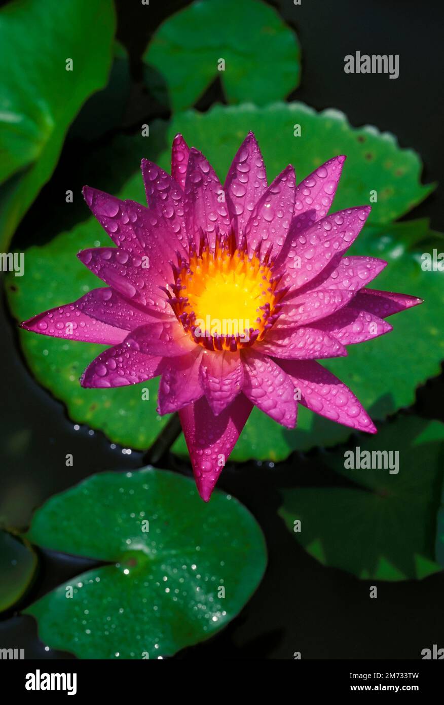 The genus Sai lotus or water lily or Nymphaea is a type of aquatic ...