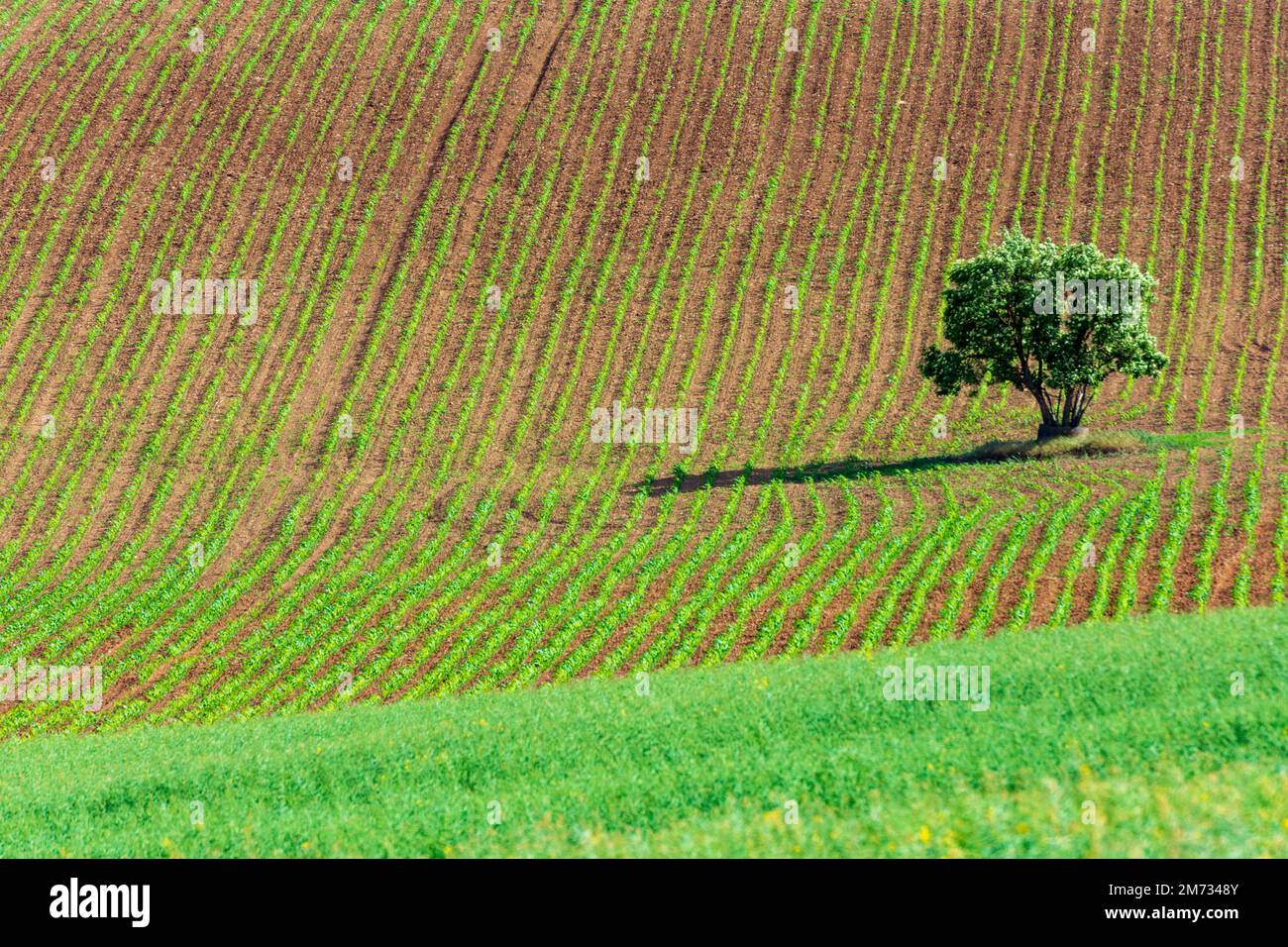 Smrdaky: field with rows of green young plants, single tree in Zahorie ...
