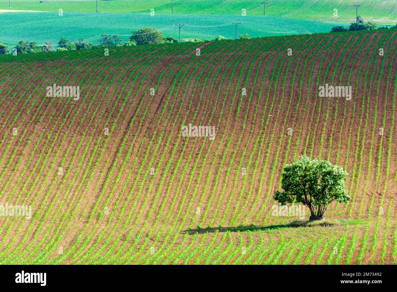 Smrdaky: field with rows of green young plants, single tree in Zahorie ...