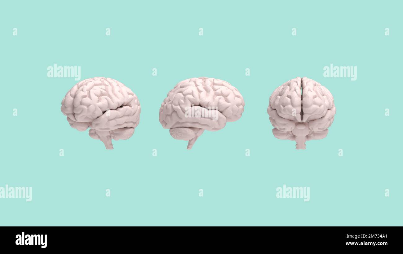 3D rendering of a human brain, computer generated model, Thinking, idea ...