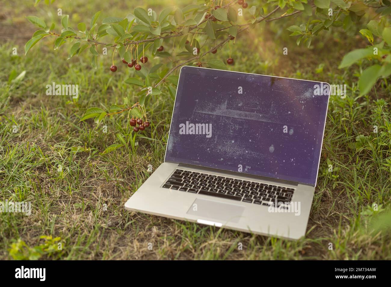 Laptop on green grass laptop and cherry tree Stock Photo - Alamy