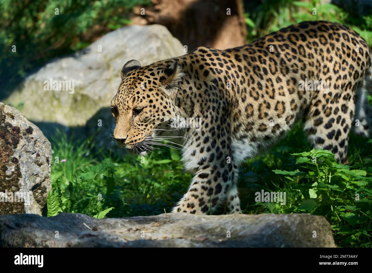 Muenster, Germany - 07 30 2022: snow leopard in its enclosure on a ...