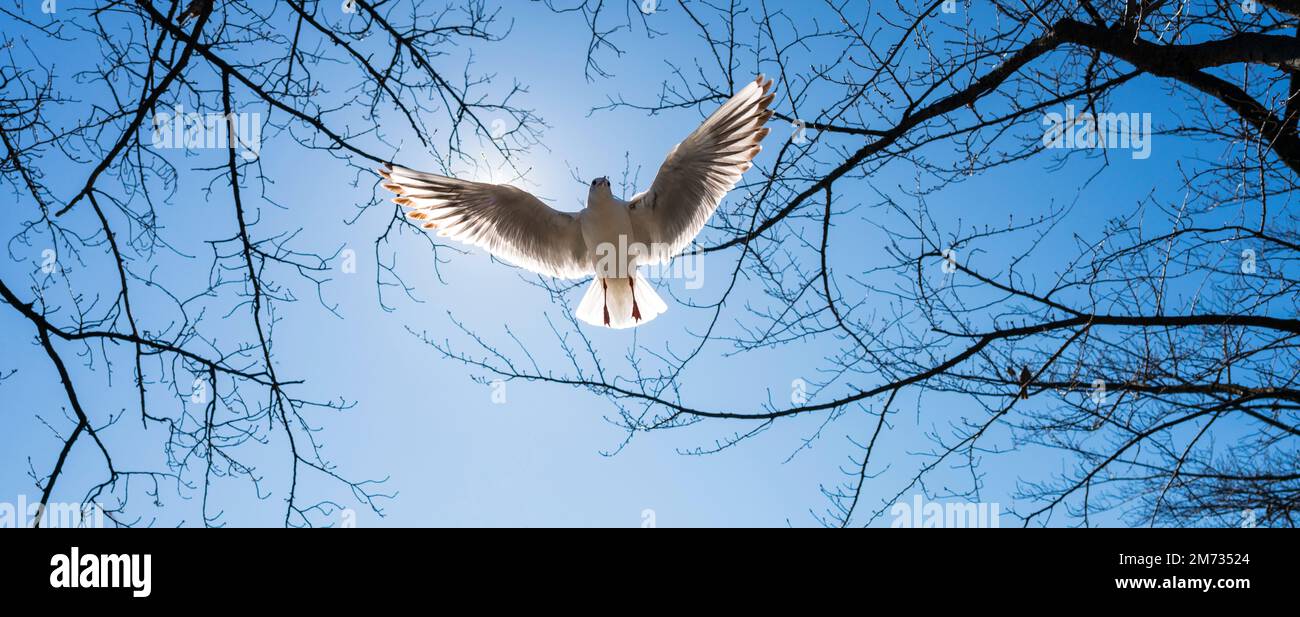 The flying pigeon Stock Photo - Alamy