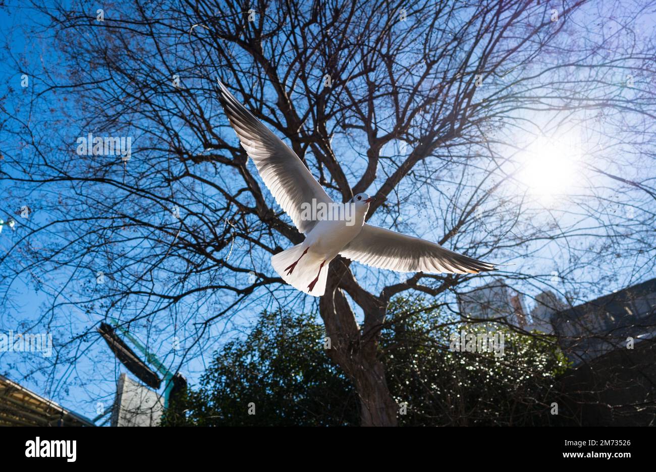 The flying pigeon Stock Photo - Alamy