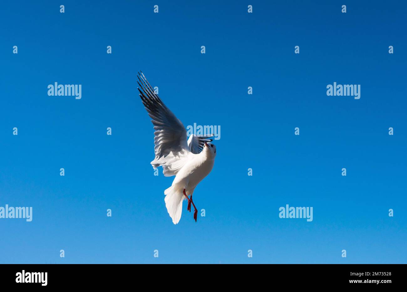 The flying pigeon Stock Photo - Alamy