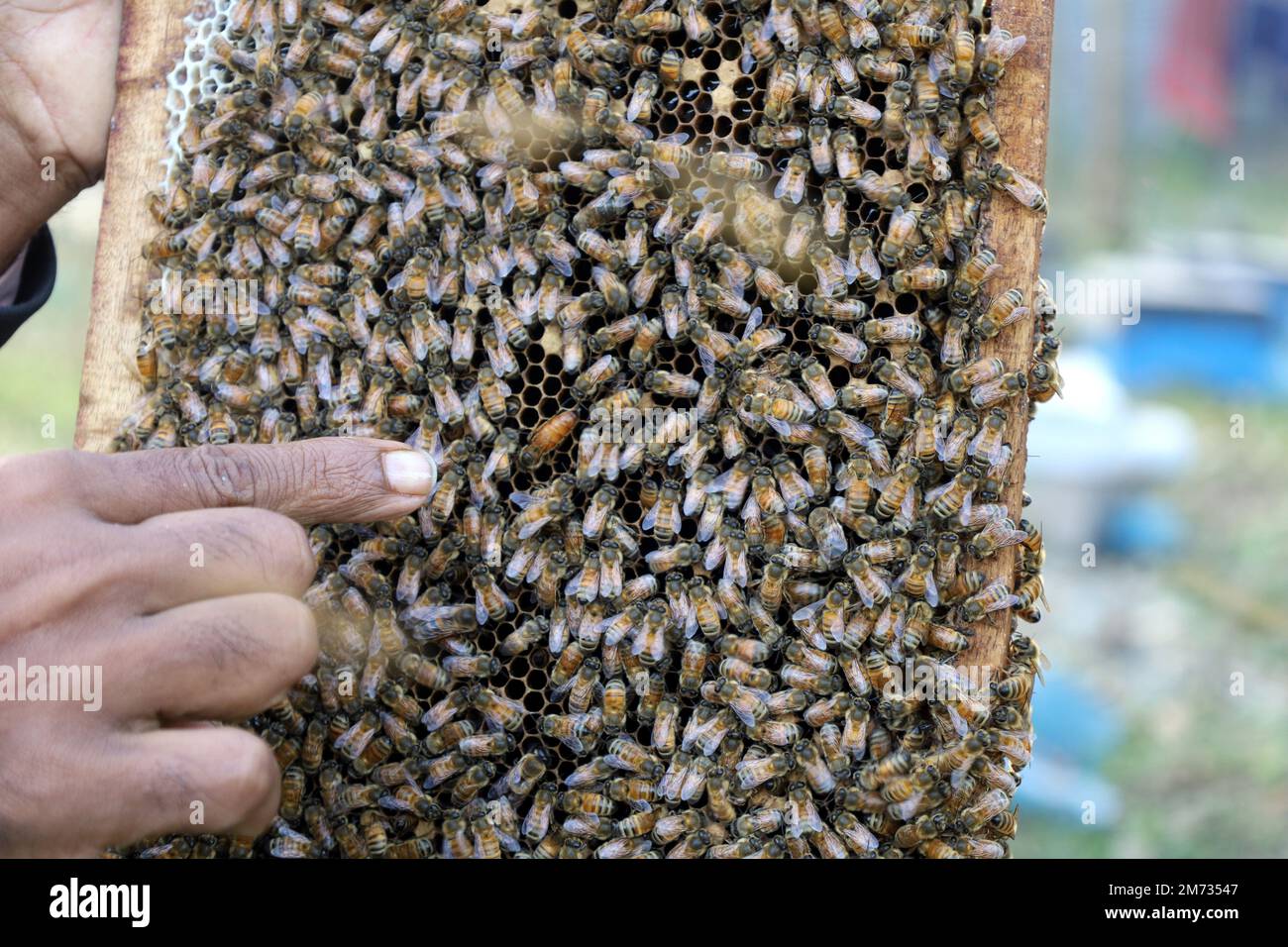 Nagarpur, Tangail, Bangladesh. 7th Jan, 2023. The farmer shows the red color queen bee among the ...