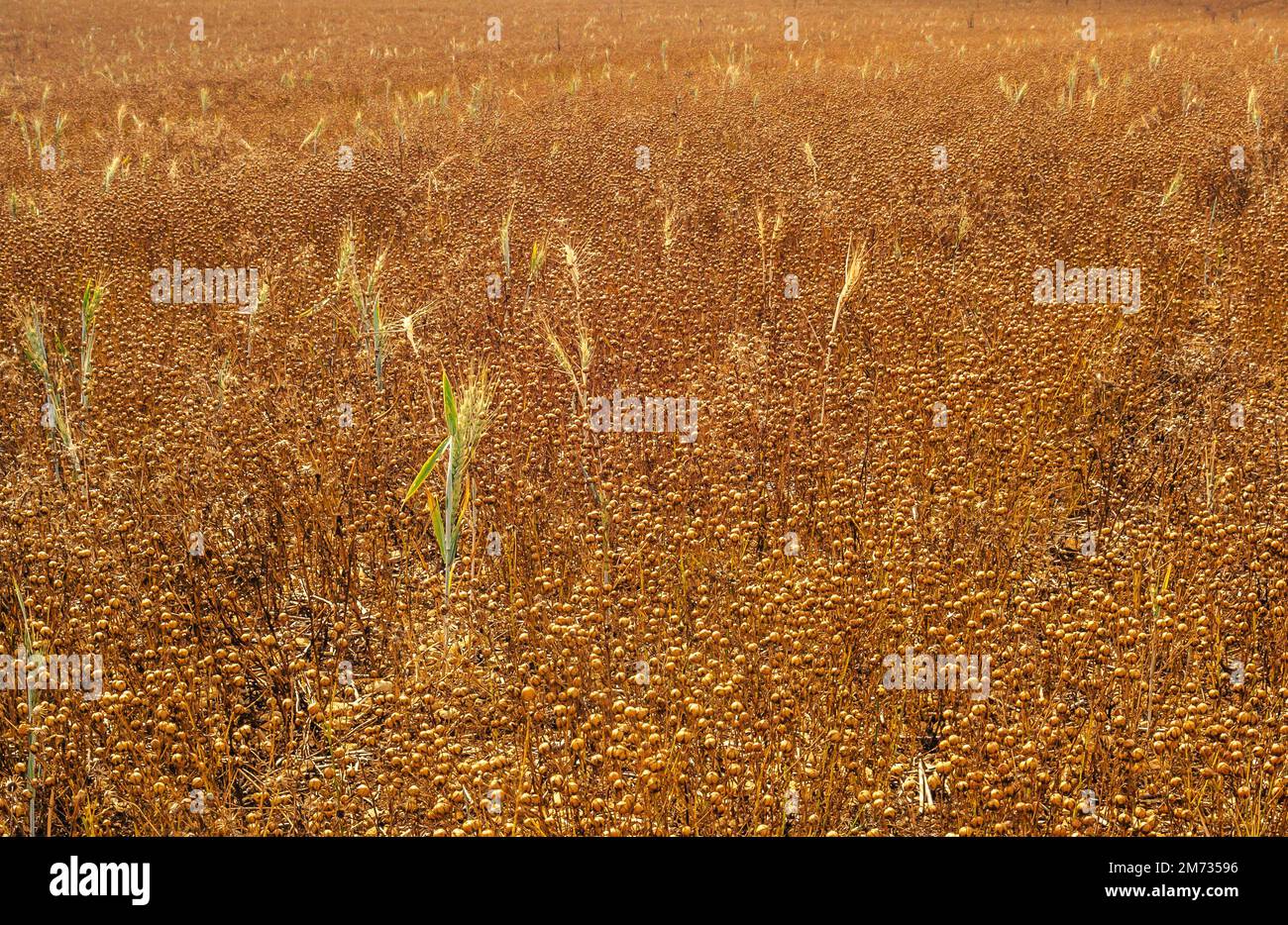 Wheat seedhead hi-res stock photography and images - Alamy