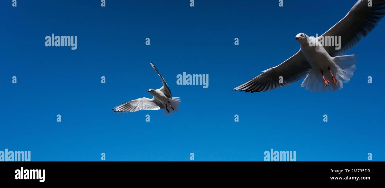 The flying pigeon Stock Photo - Alamy