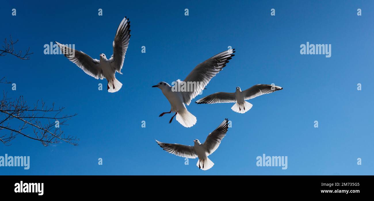 The flying pigeon Stock Photo - Alamy