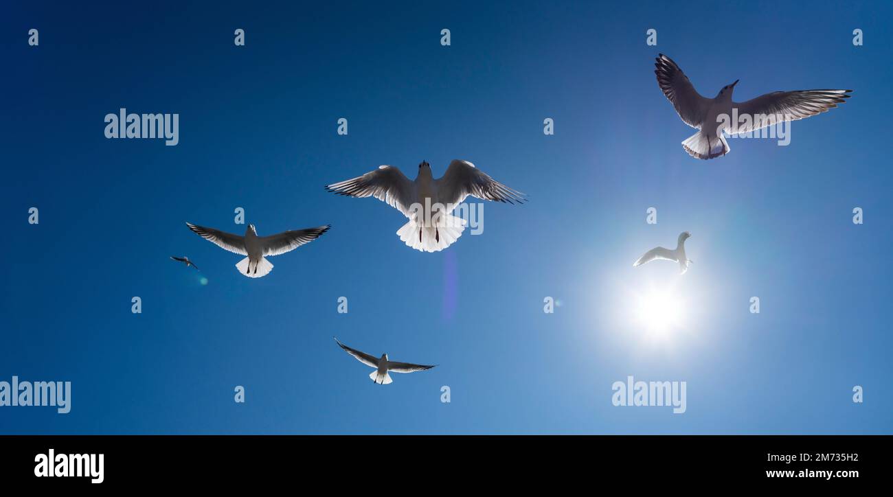 The flying pigeon Stock Photo - Alamy