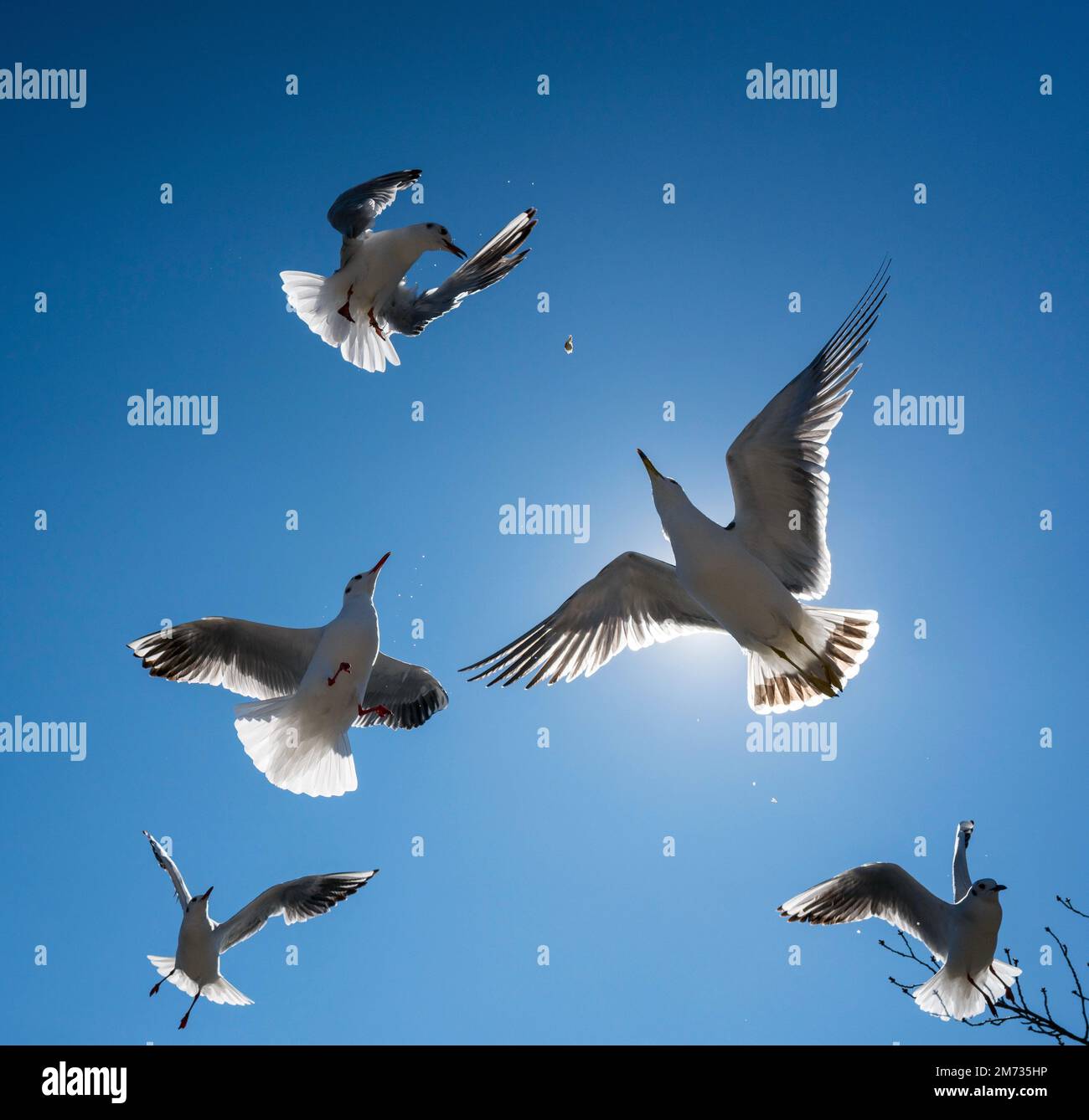 The flying pigeon Stock Photo - Alamy
