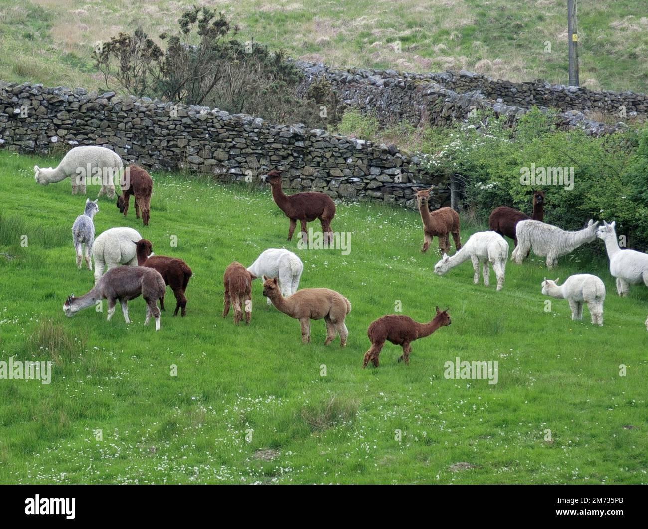 Uk alpacas hi-res stock photography and images - Alamy