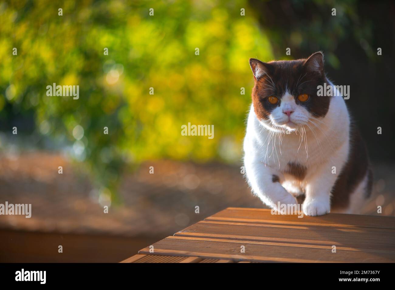 Serious british shorthair cat with yellow eyes on home wooden terrace ...