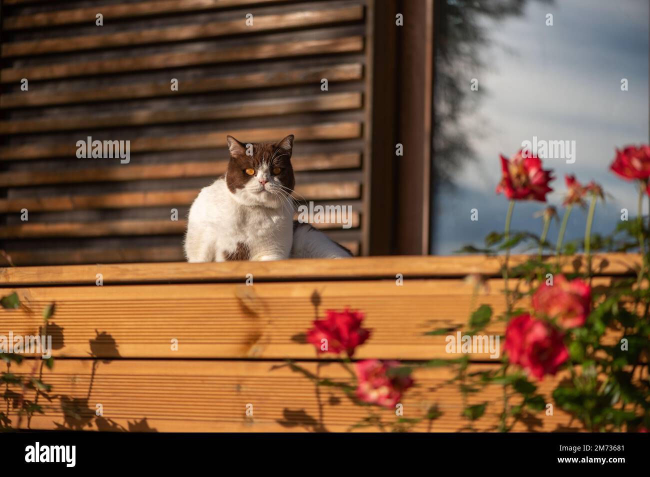 Serious british shorthair cat with yellow eyes on home wooden terrace ...