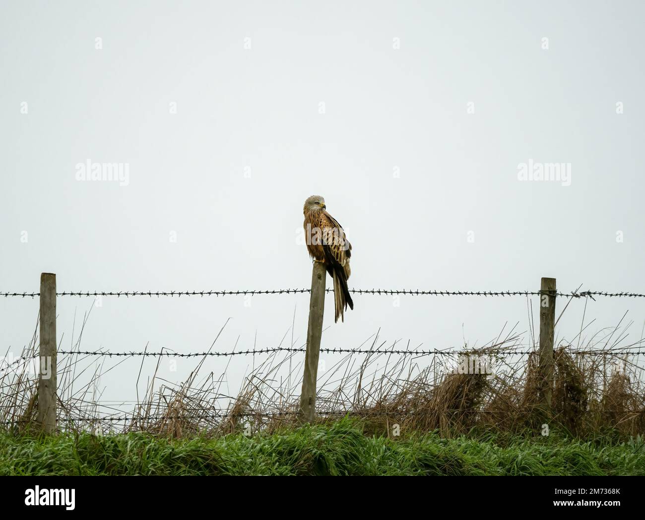 close up detailed shot of a wild red kite (Milvus milvus) perched on a ...