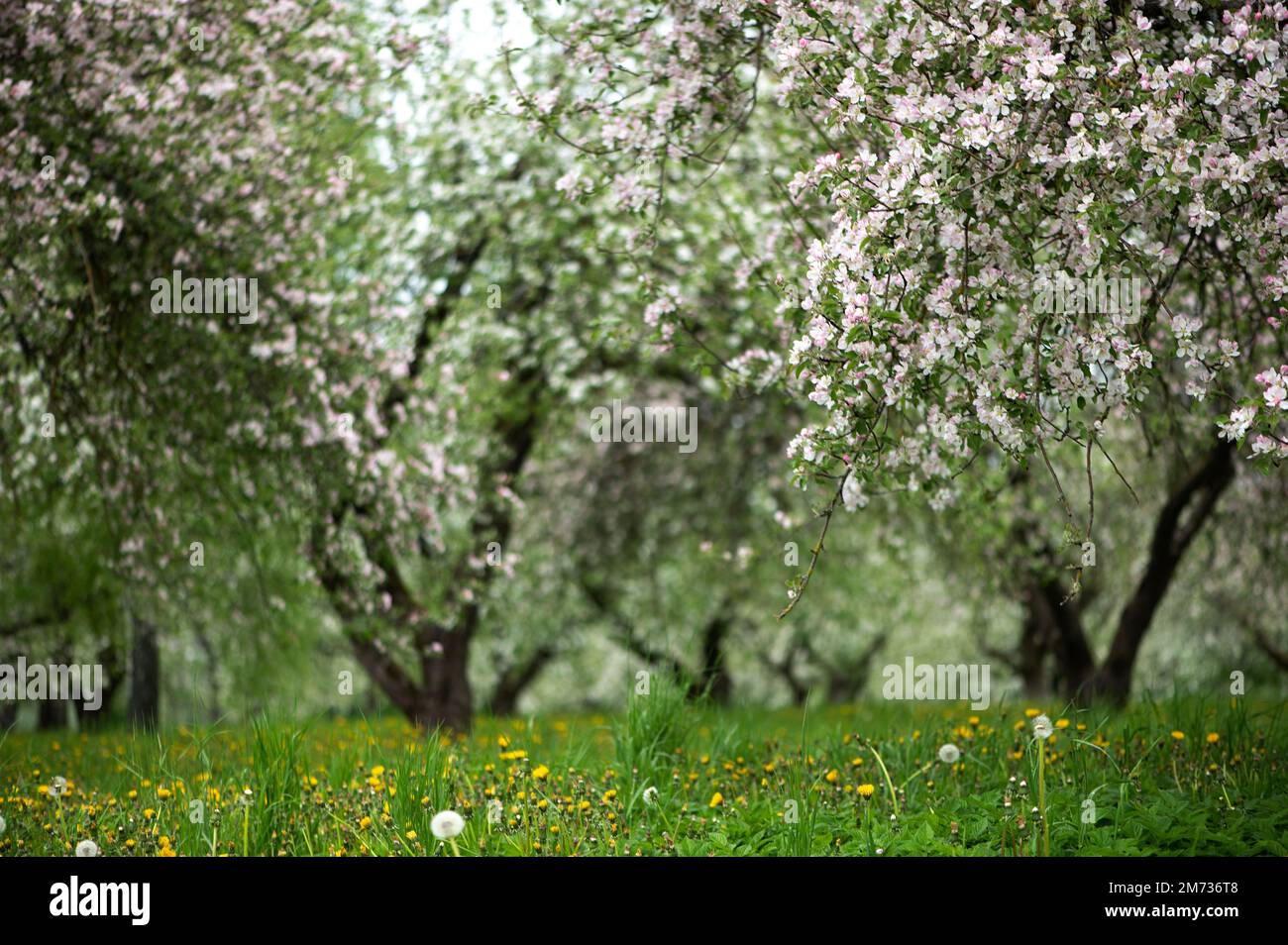 Blooming apple trees. White flowers on apple trees in garden. Spring ...