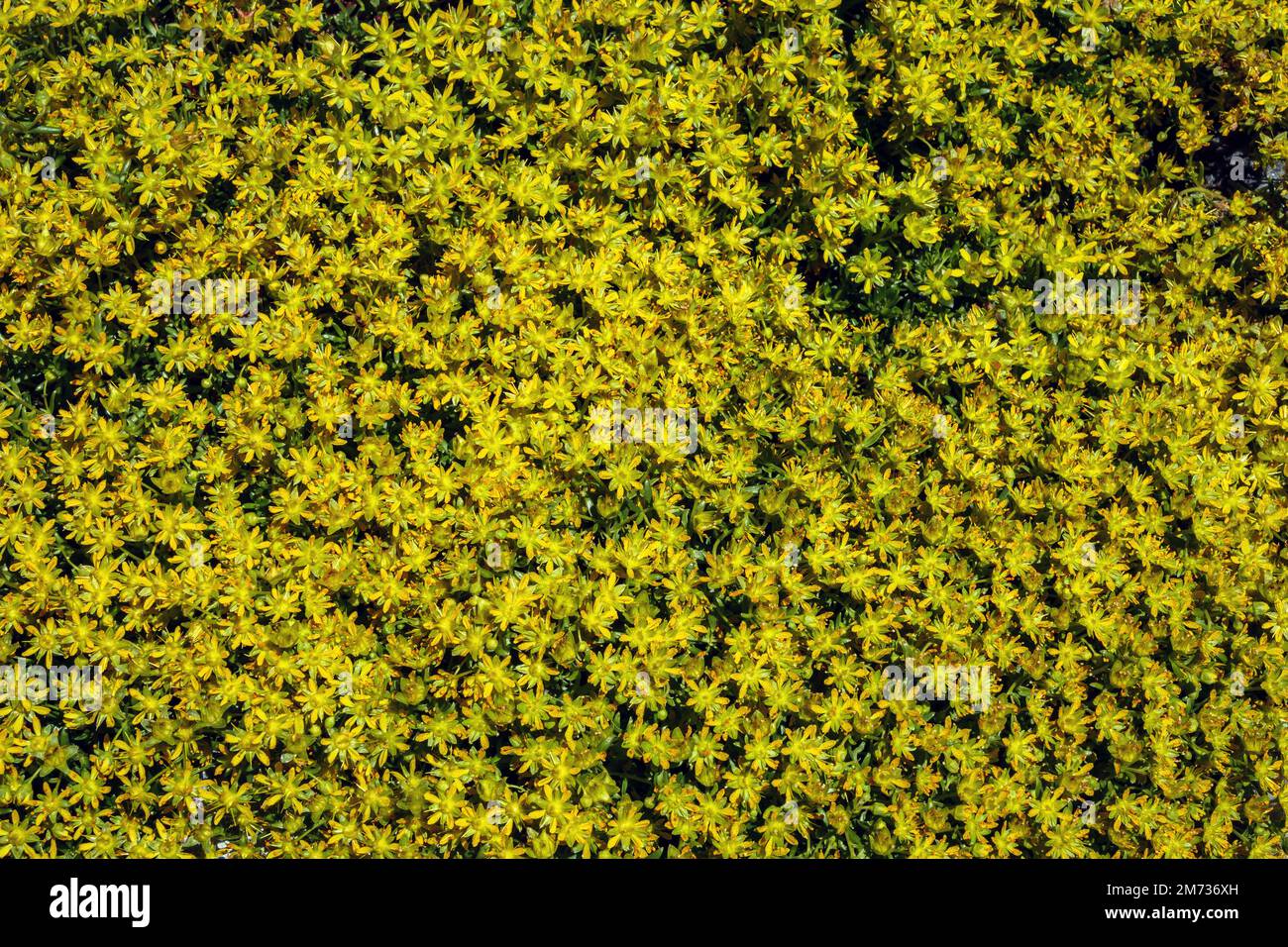 Saxifraga aizoides (yellow mountain saxifrage / yellow saxifrage ...