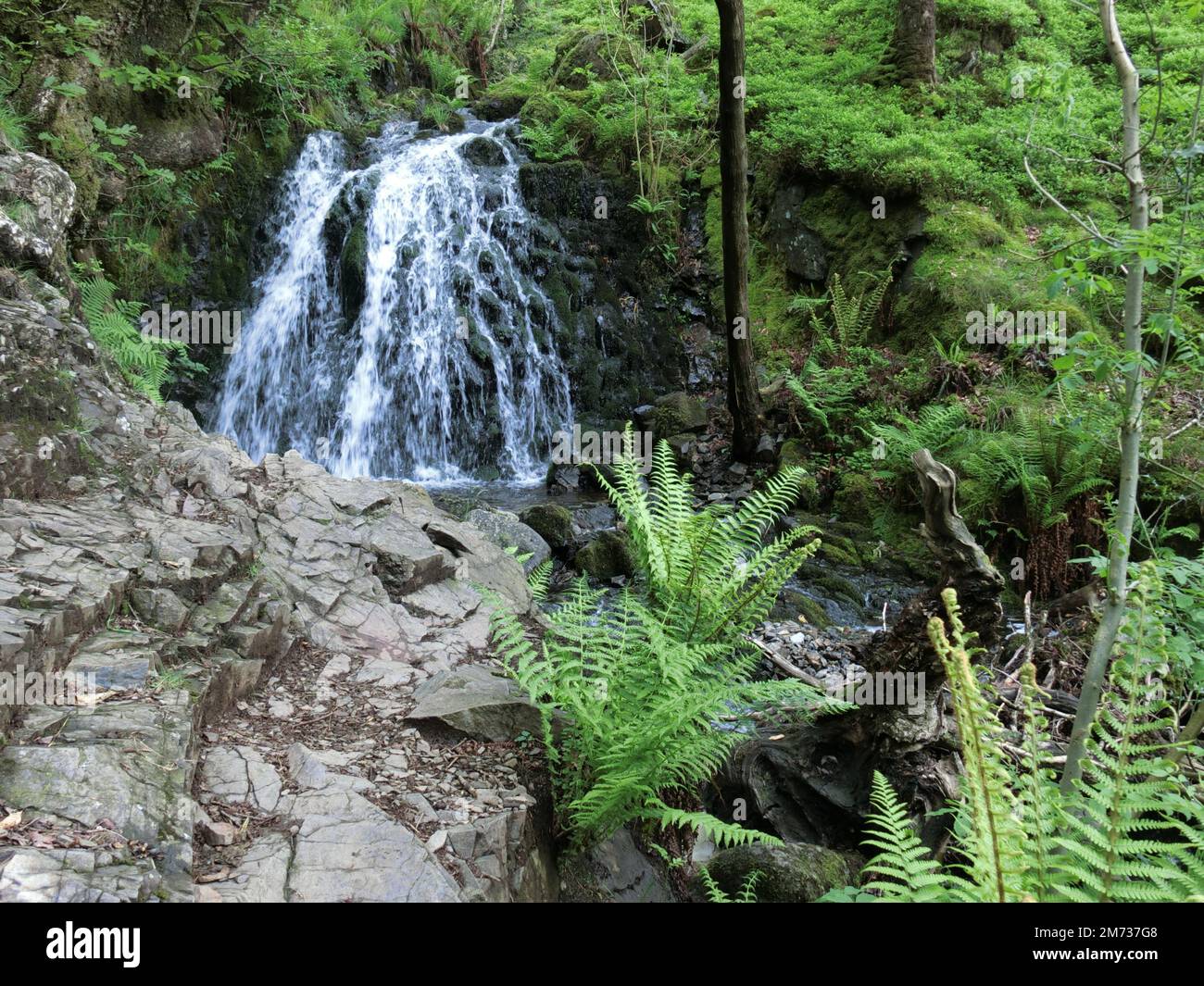 Tom Gill Waterfall, Lane Head Coppice, Nr Tarn Hows, Lake District ...