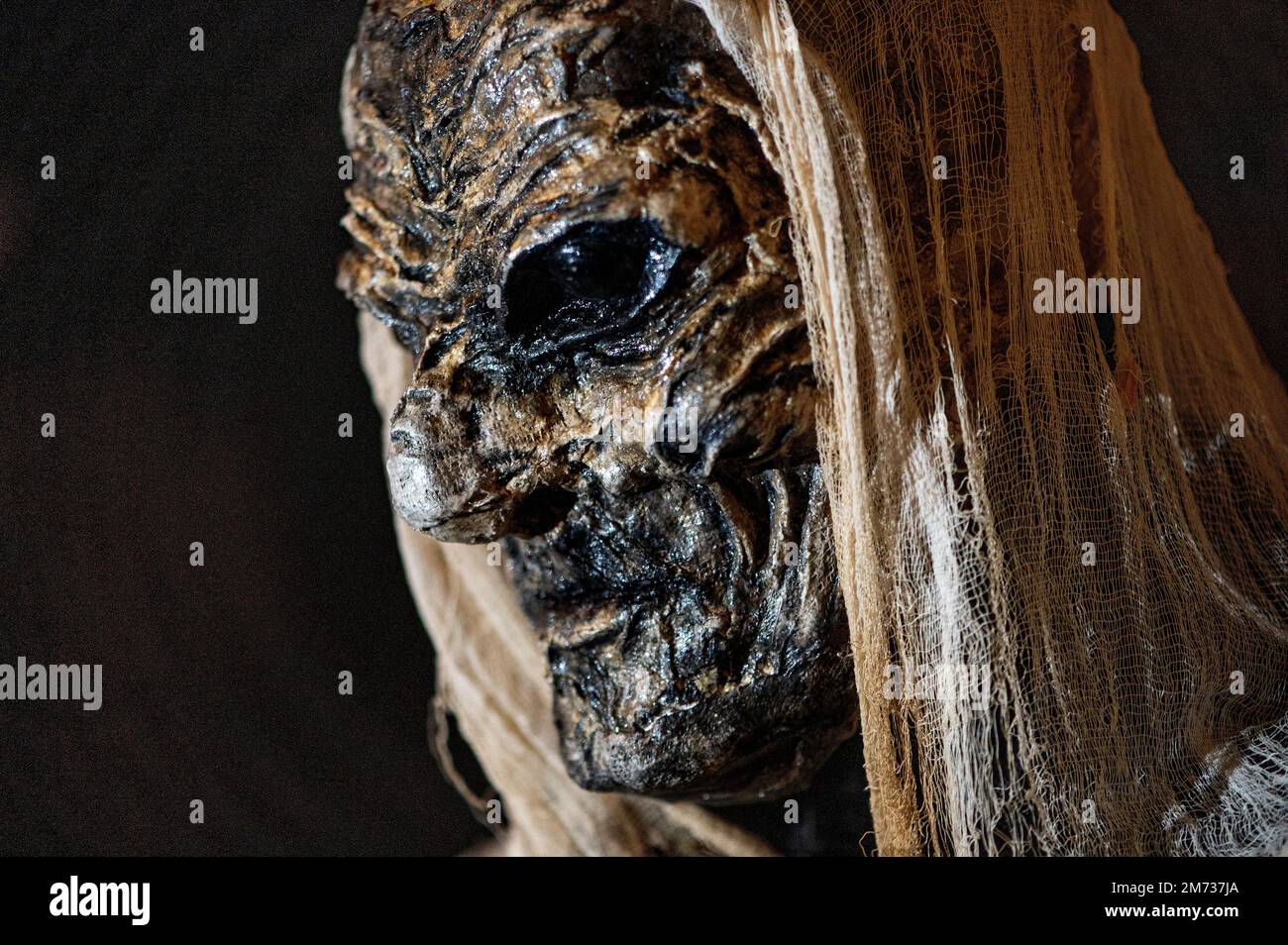 Close up werewolf halloween hi-res stock photography and images - Alamy