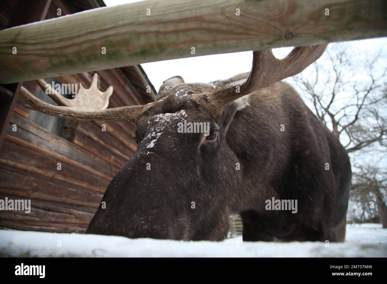 13 December 2022, Sweden, Stockholm: A bull moose stands in the Skansen ...