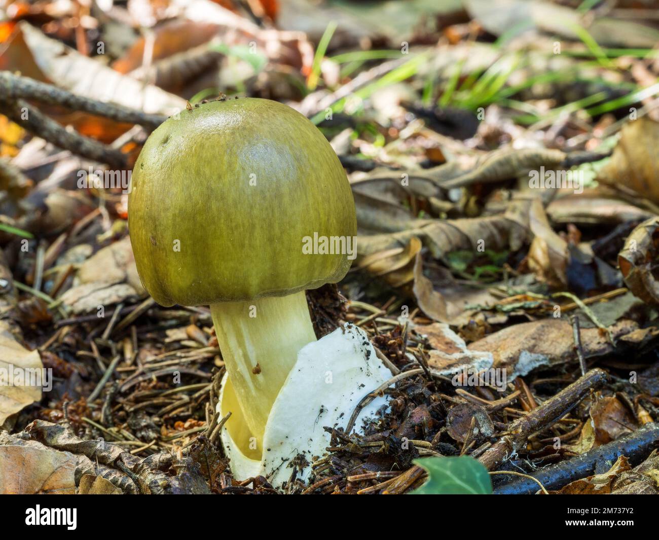 A closeup of a deadly poisonous death cap (Amanita phalloides) in the ...