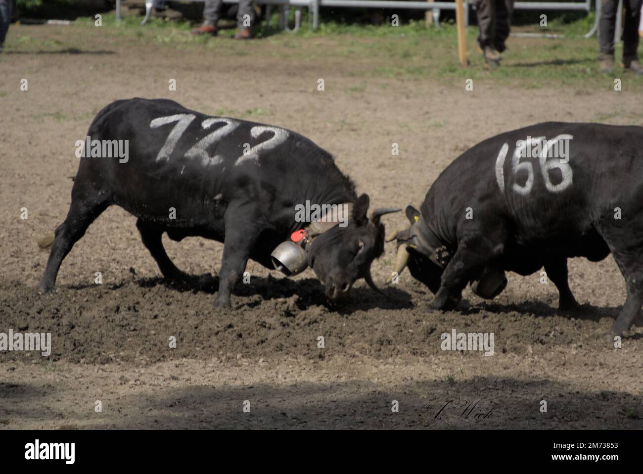 A traditional festival of two black cows fighting each other with horns ...