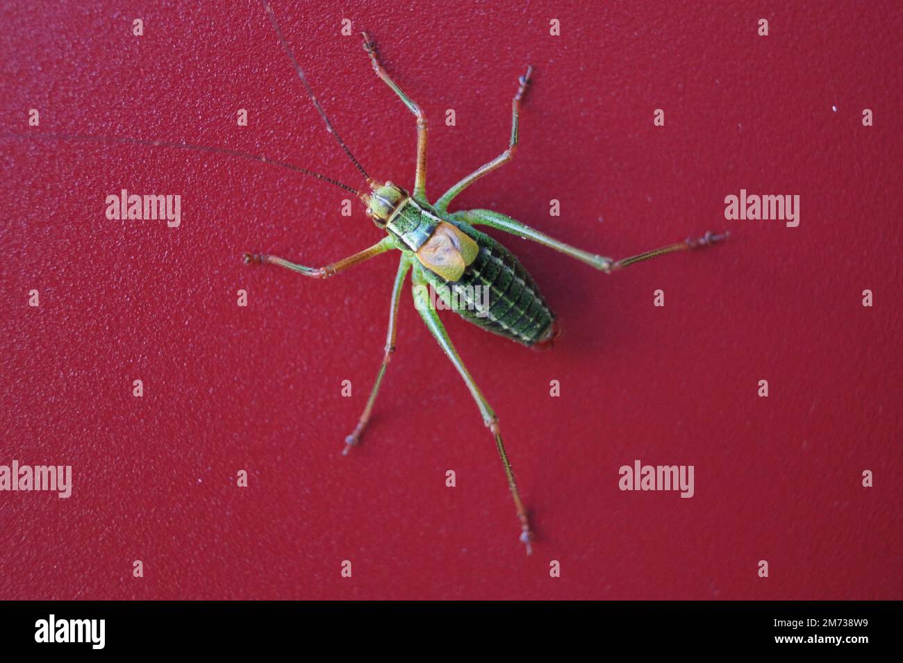 Insect coniferous sabre-cricket on red background Stock Photo - Alamy