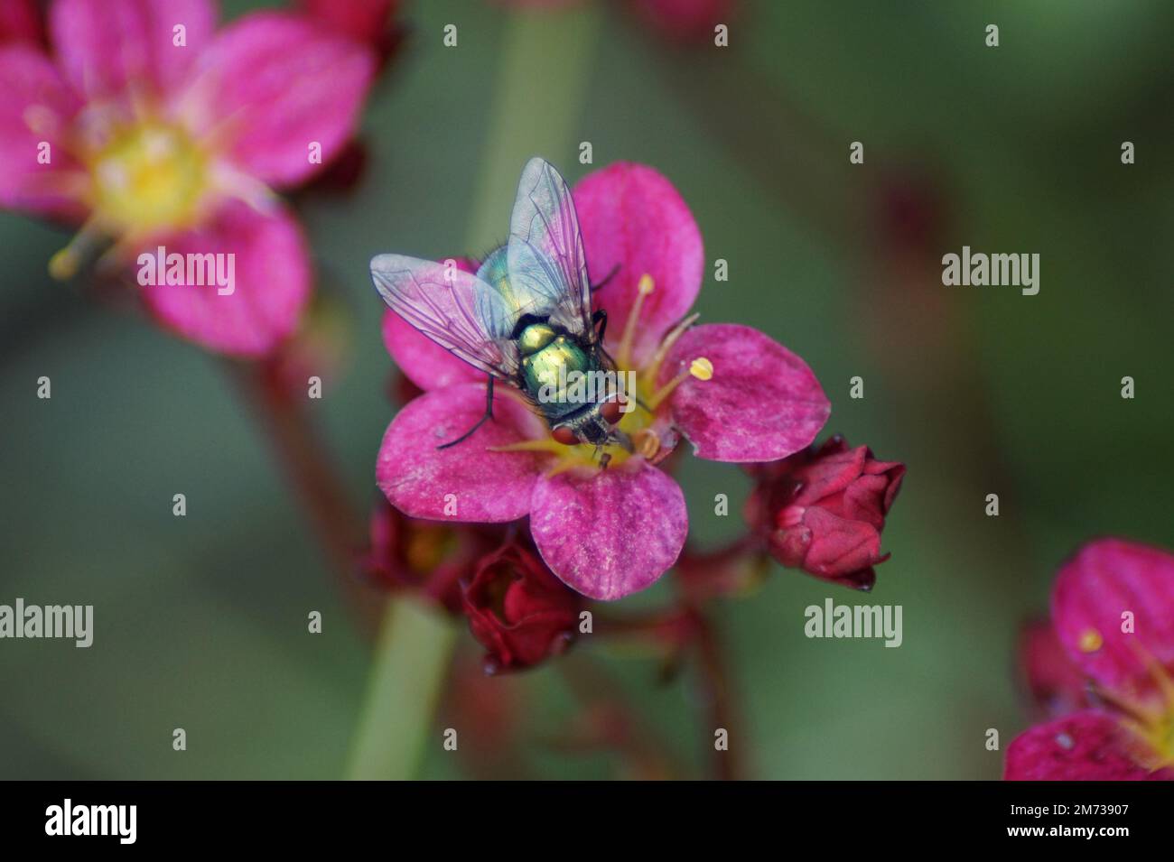 Blowfly plant hi-res stock photography and images - Alamy