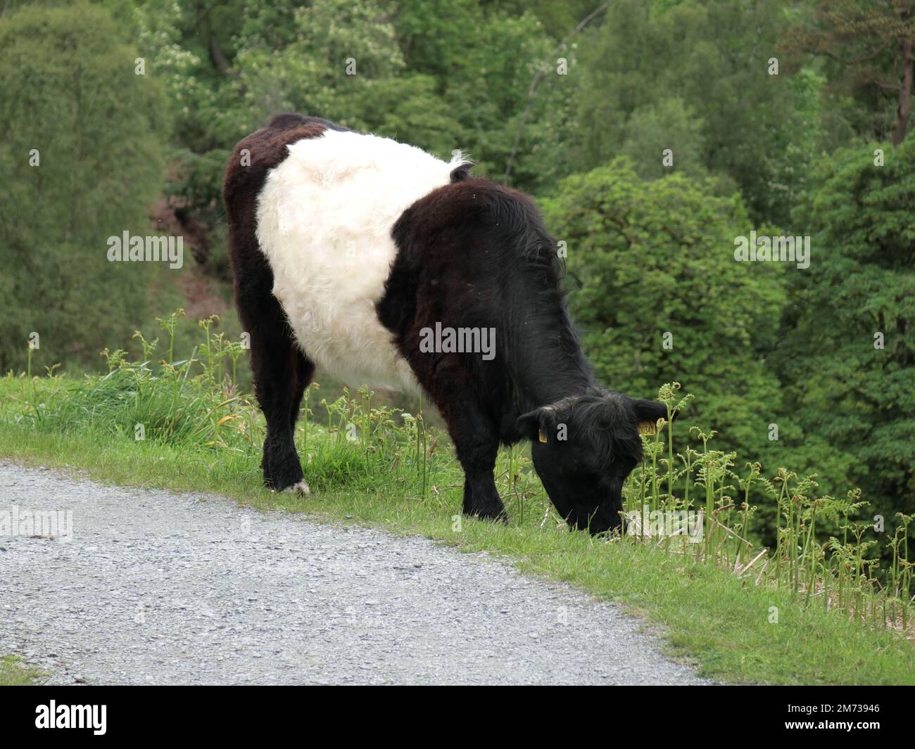 Belted galloway female hi-res stock photography and images - Alamy