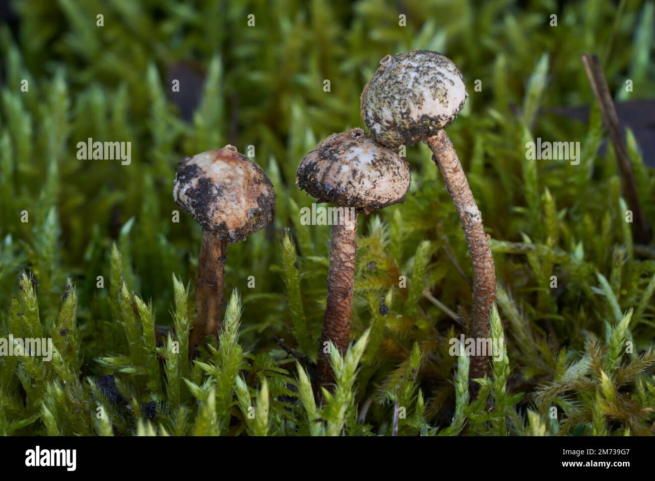 Inedible mushroom Tulostoma brumale in the moss. Known as Winter Stalk ...