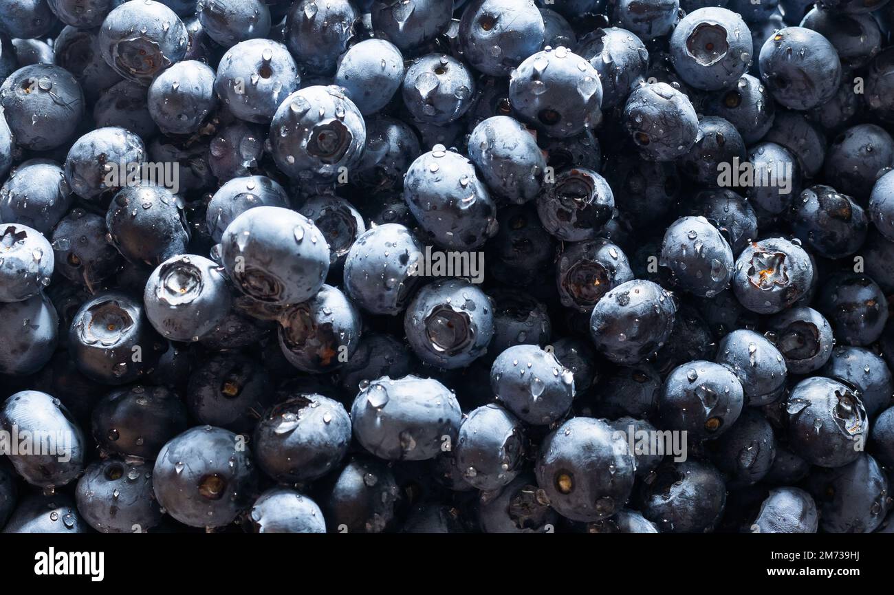 Blueberries floating. Fresh blueberries background with copy space for ...
