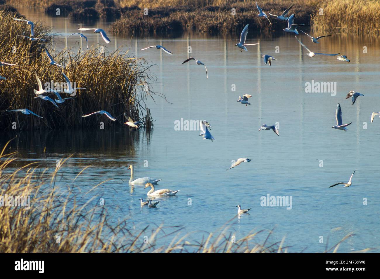 Flying seagulls and swans swimming in the lake Stock Photo - Alamy
