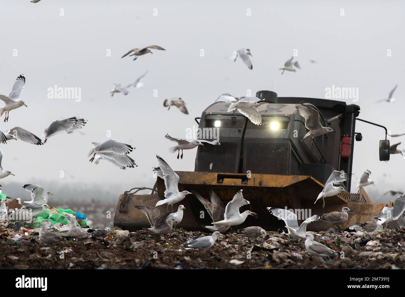 Machinery working on waste in landfill, refuse collection with ...