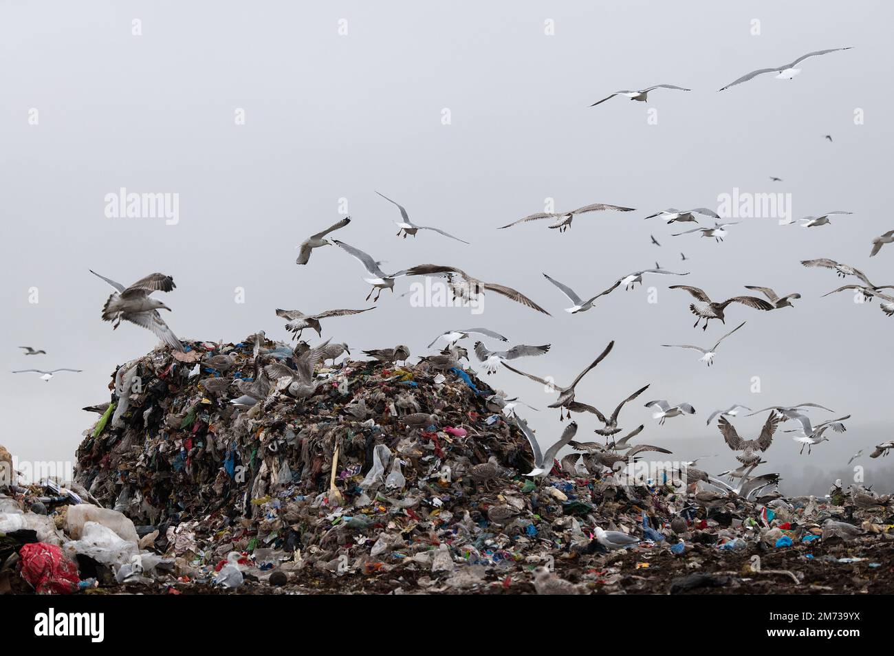 Garbage pollution flying over dump hi-res stock photography and images ...