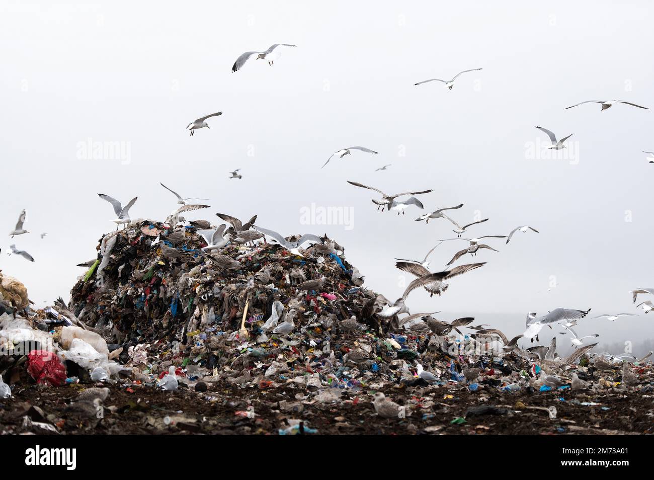 Seabird plastic bag hi-res stock photography and images - Alamy
