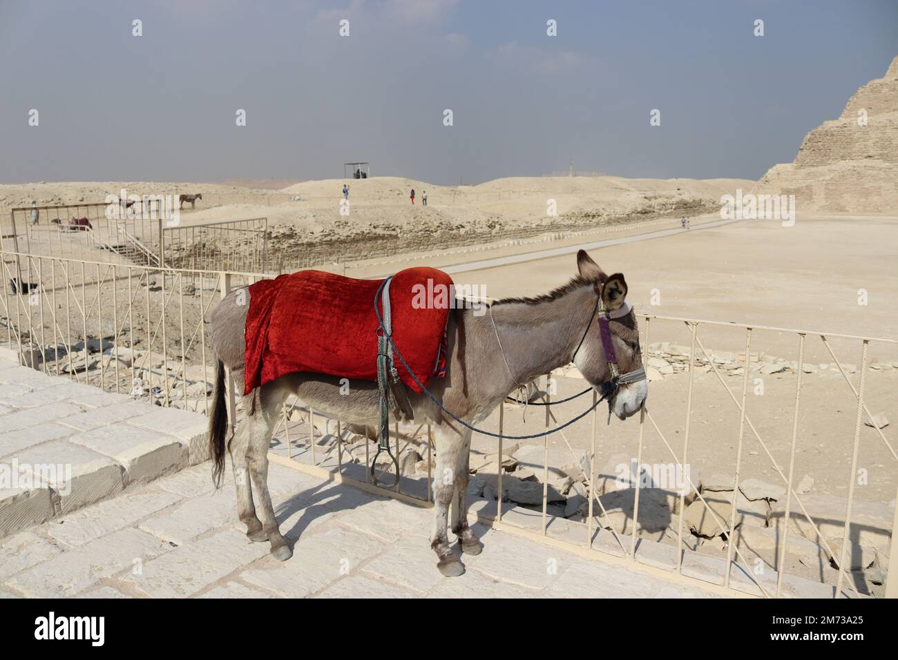 An innocent donkey standing in front of Saqqara Pyramid Stock Photo - Alamy