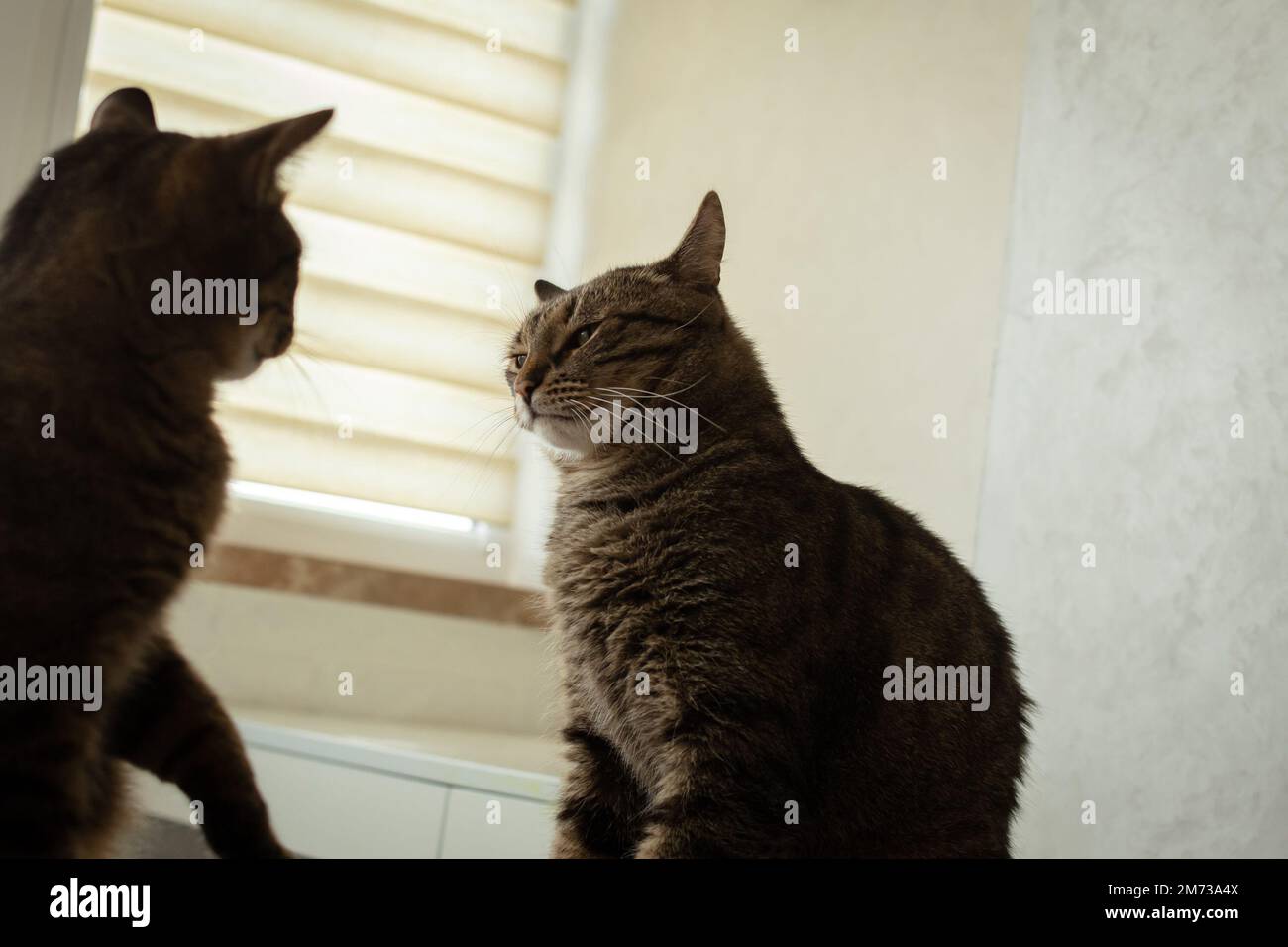 Funny cats fighting hi-res stock photography and images - Alamy