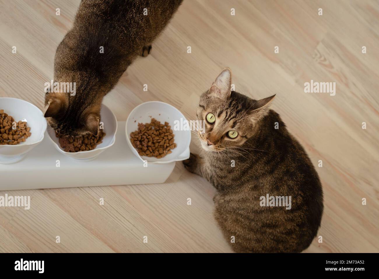Two cats eat dry food together in the kitchen Stock Photo - Alamy