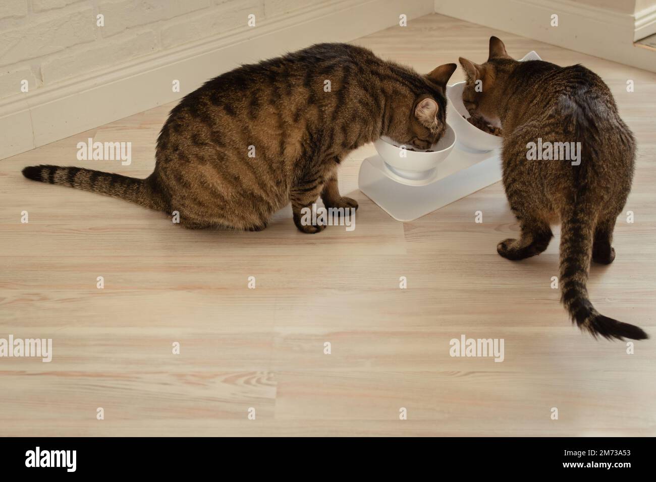 Two cats eat dry food together in the kitchen Stock Photo - Alamy
