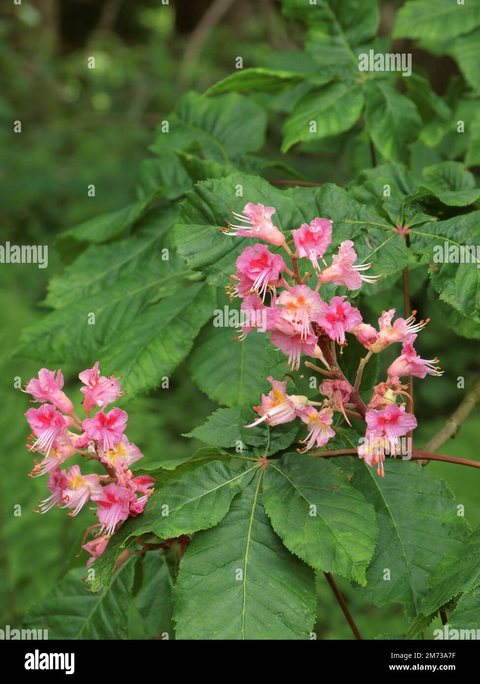 Red Horse Chestnut Tree in Flower ( Aesculus x carnea ) in Spring Stock ...