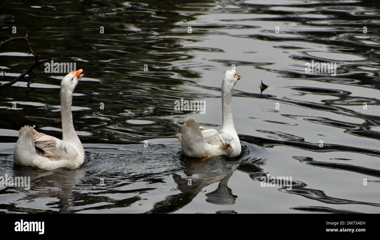 Two beautiful white swans in the lake in the zoo, Kolkata, India Stock ...