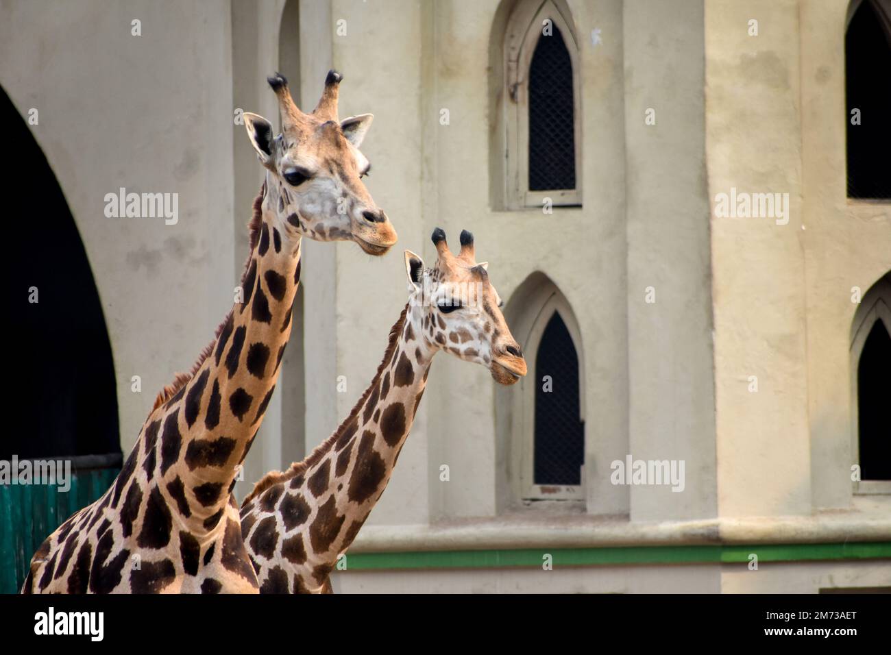 Two tall giraffes in the zoo in Kolkata, India Stock Photo - Alamy