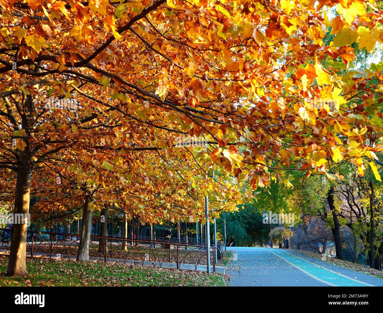 Autumn natural landscape in Titan park in Bucharest, with row of ...