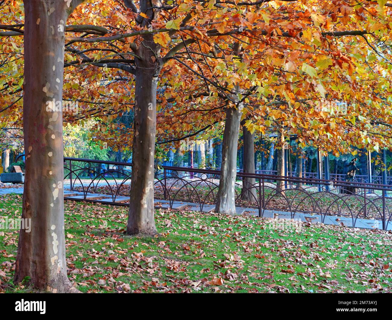 Autumn natural landscape in Titan park in Bucharest, with row of ...