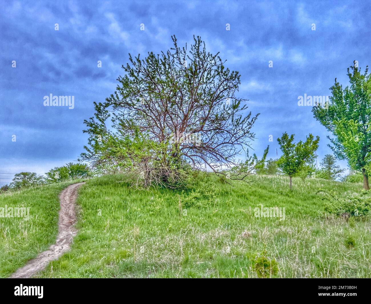 Beautiful shot growing trees hi-res stock photography and images - Alamy