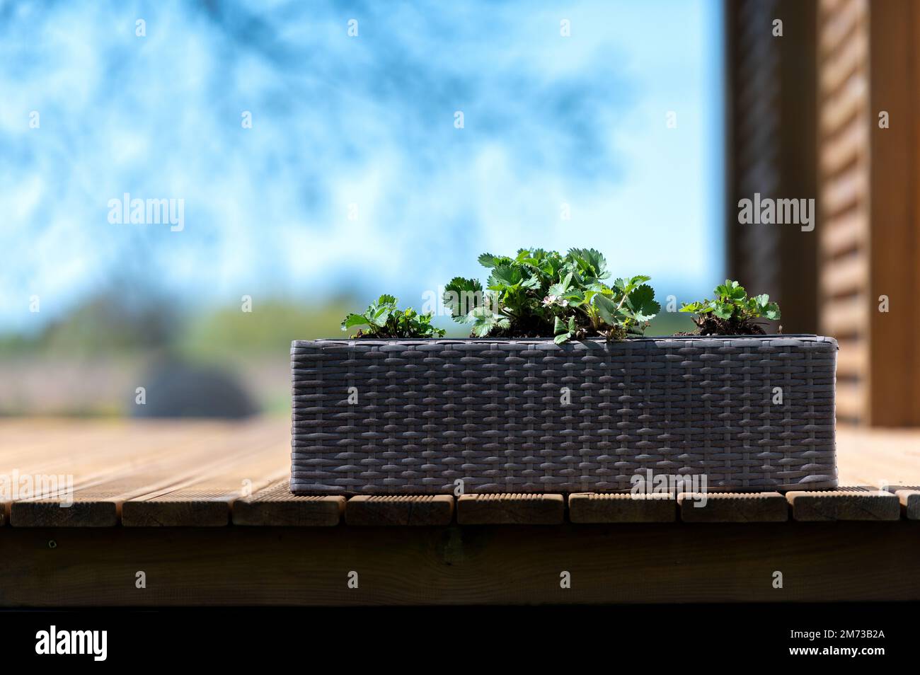 strawberry plants in a decorative box on the outdoor terrace of the ...