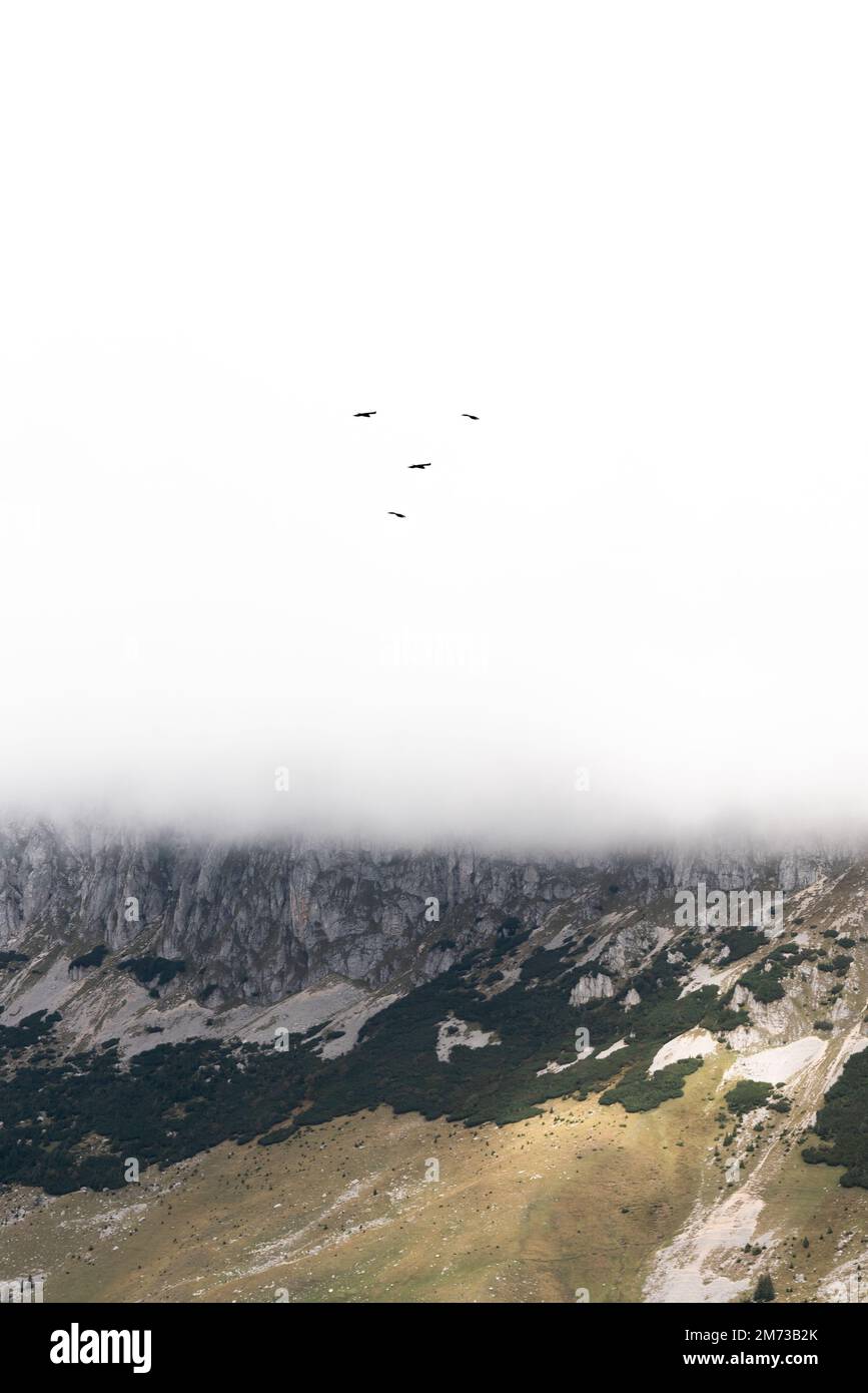 A vertical shot of birds in flight over wild landscapes in a foggy ...